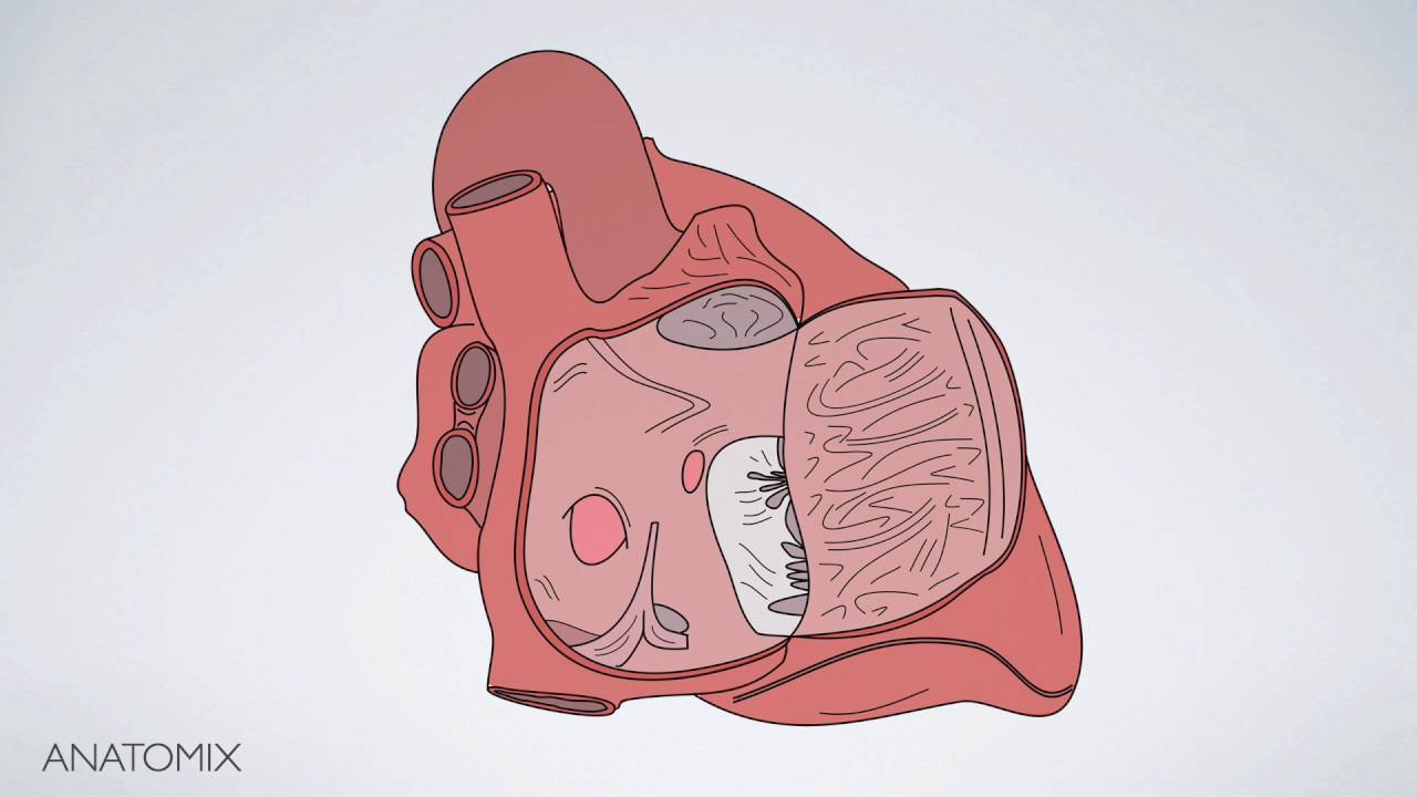 Anatomía del Atrio Derecho - YouTube
