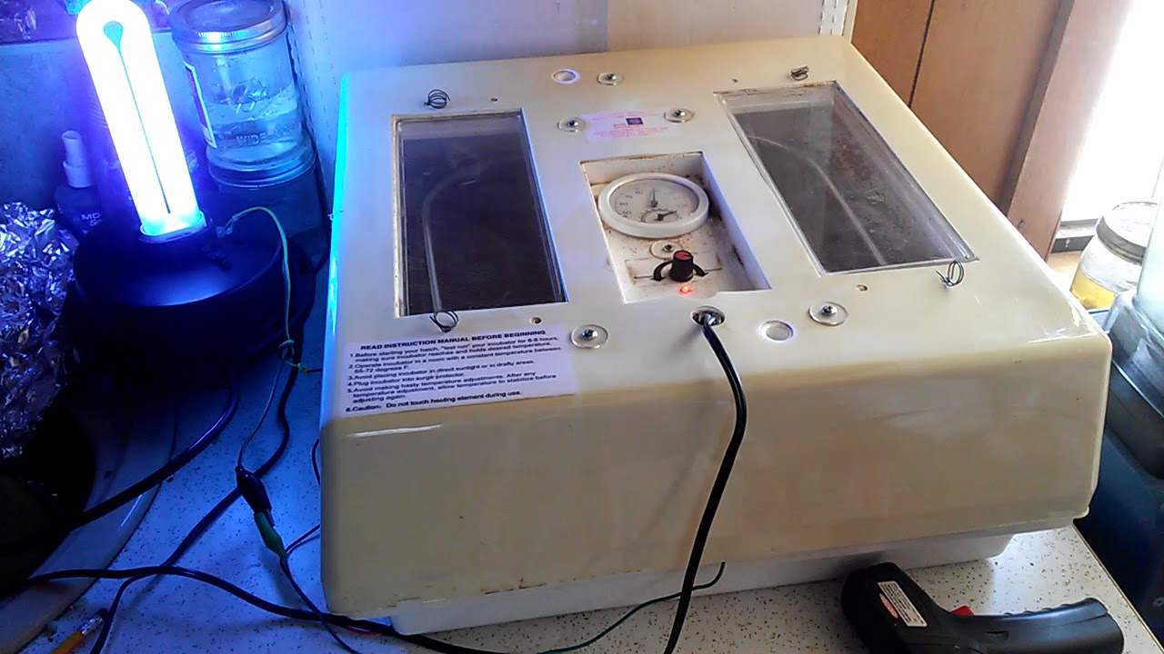 Ebner Effect chicken eggs #3 - YouTube