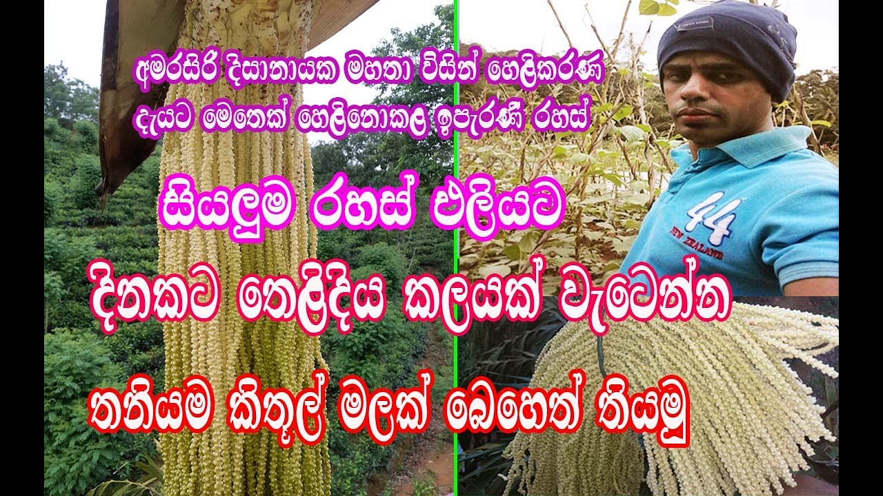 How to make kithul flower | kithul mal kapima | කිතුල් මල් කැපීම ...