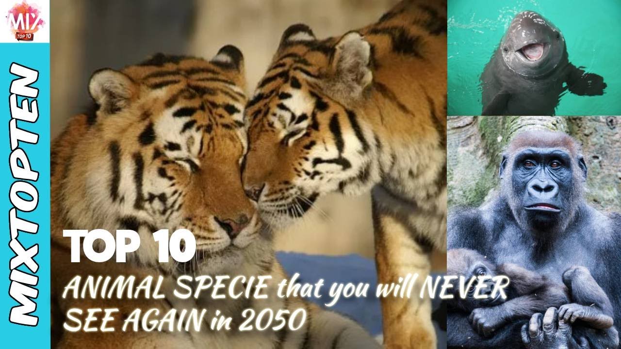TOP 10 ANIMAL SPECIES THAT YOU WILL NEVER SEE AGAIN IN 2050# ...
