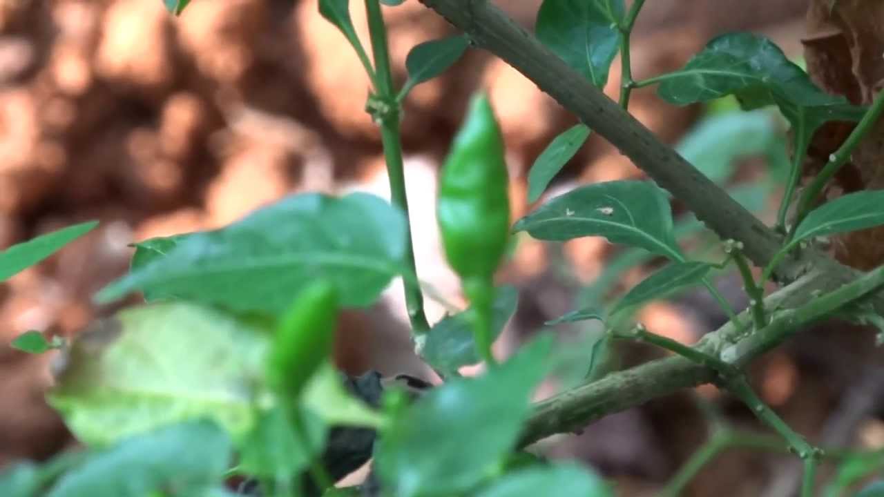 Bird's eye chili ( Kandari ) കാന്ദാരി - YouTube