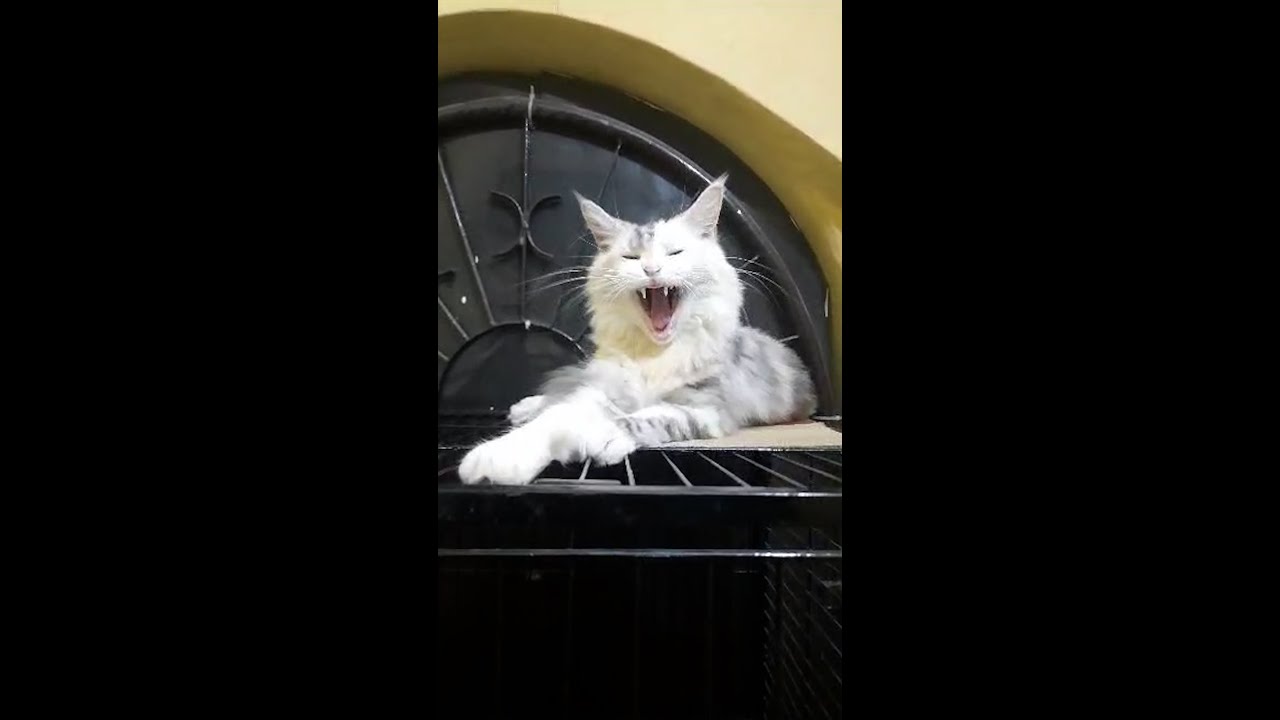 kucing si mayu lagi mager - YouTube