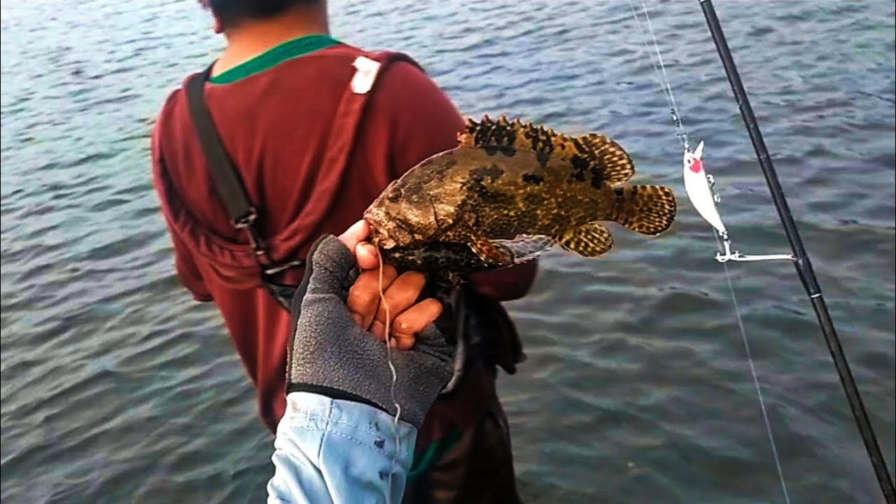 Ultra light| FISH UNLOCK|marble grouper and pufferfish|#fishunlock# ...