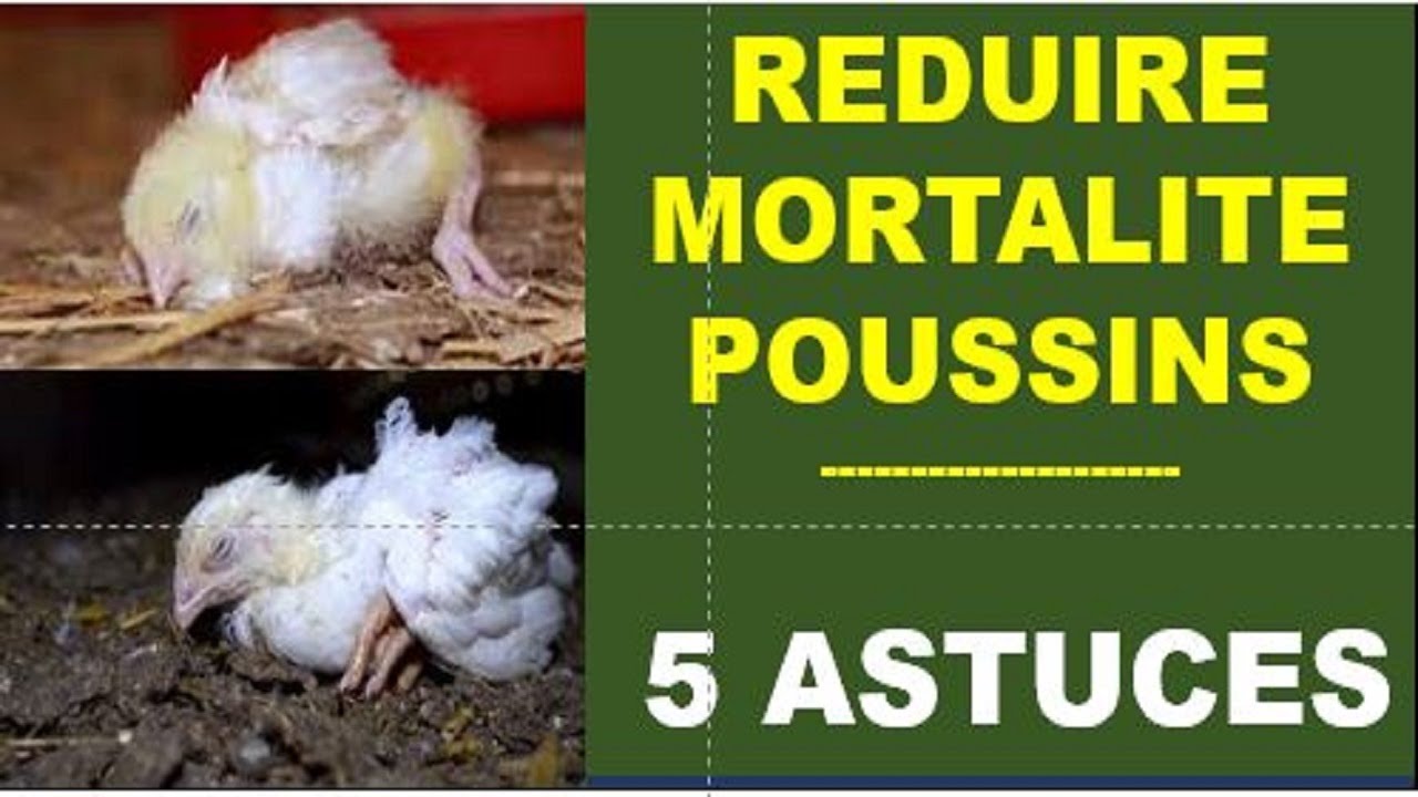 5 ASTUCES POUR REDUIRE LA MORTALITE DES POUSSINS - YouTube
