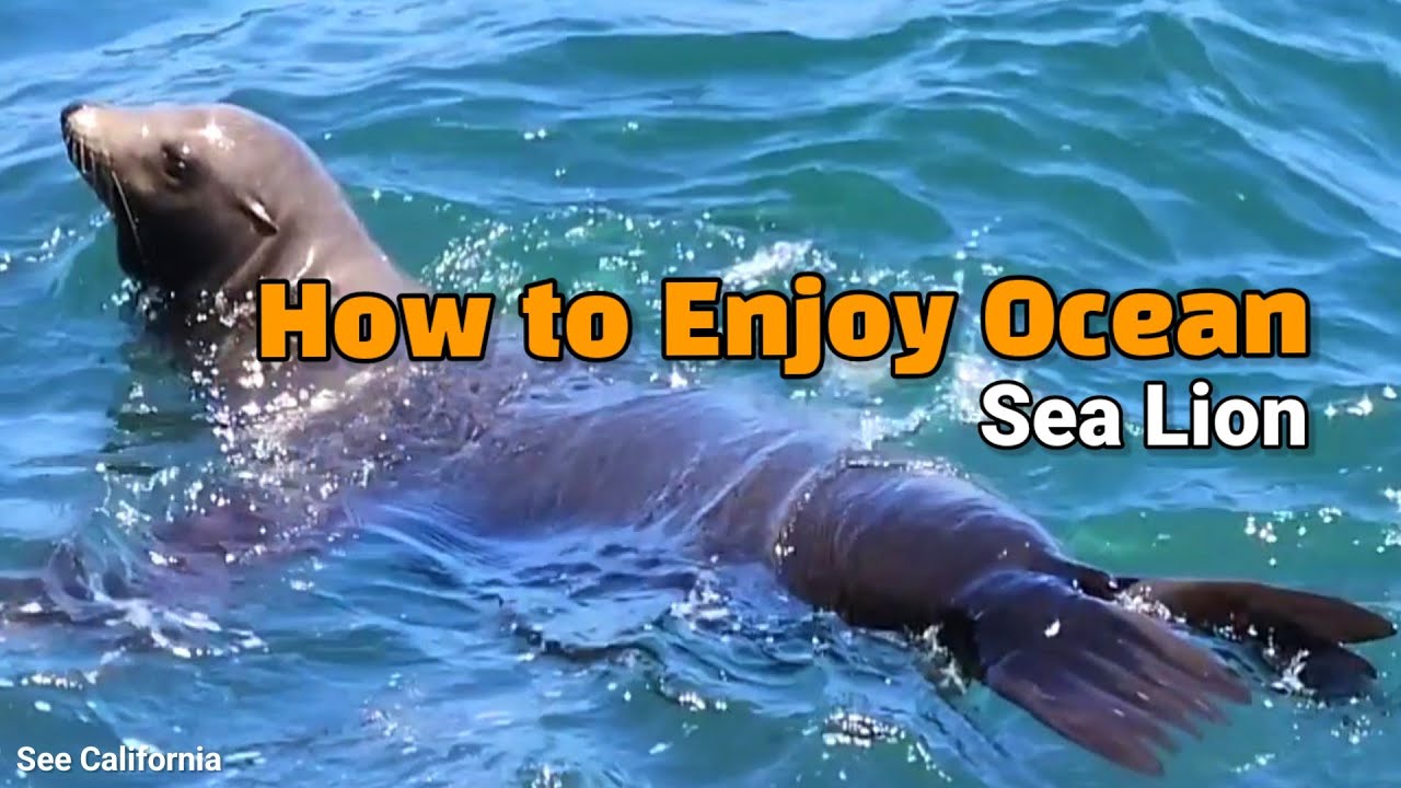 How to Enjoy Ocean Sea Lion - YouTube