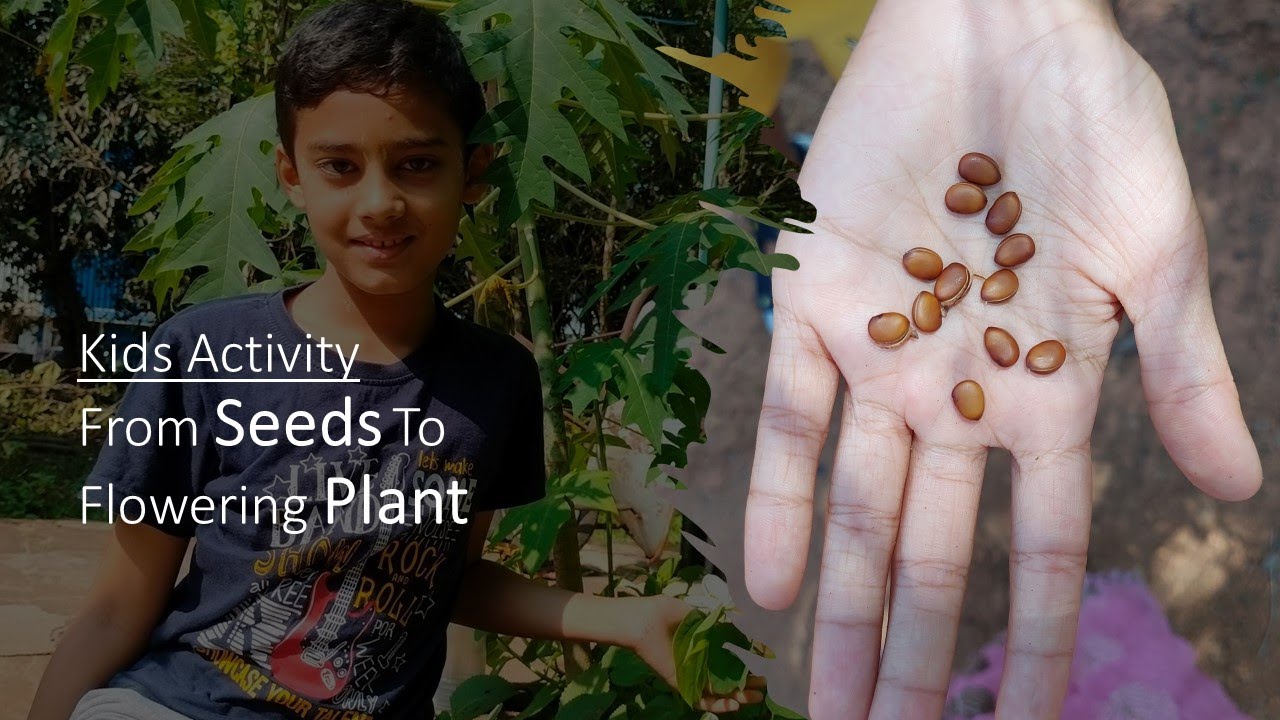 Grow Your Plants ! From Seeds To Flowering Plants #kids #garden - YouTube