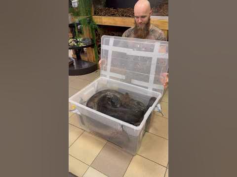 Это мог бы быть асмр, но Big Mama уже почесалась по всему магазину😁 # ...