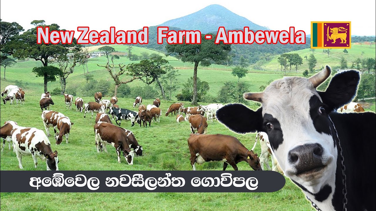 LARGEST DAIRY FARM IN SOUTH ASIA | Ambewela New Zealand Farm Nuwara ...