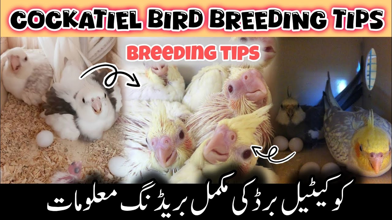 Cockatiel bird breeding tips || Cocktail parrot complete guide About ...