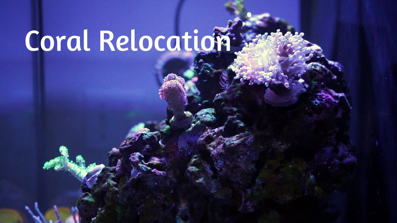 Coral Relocation and Update - YouTube