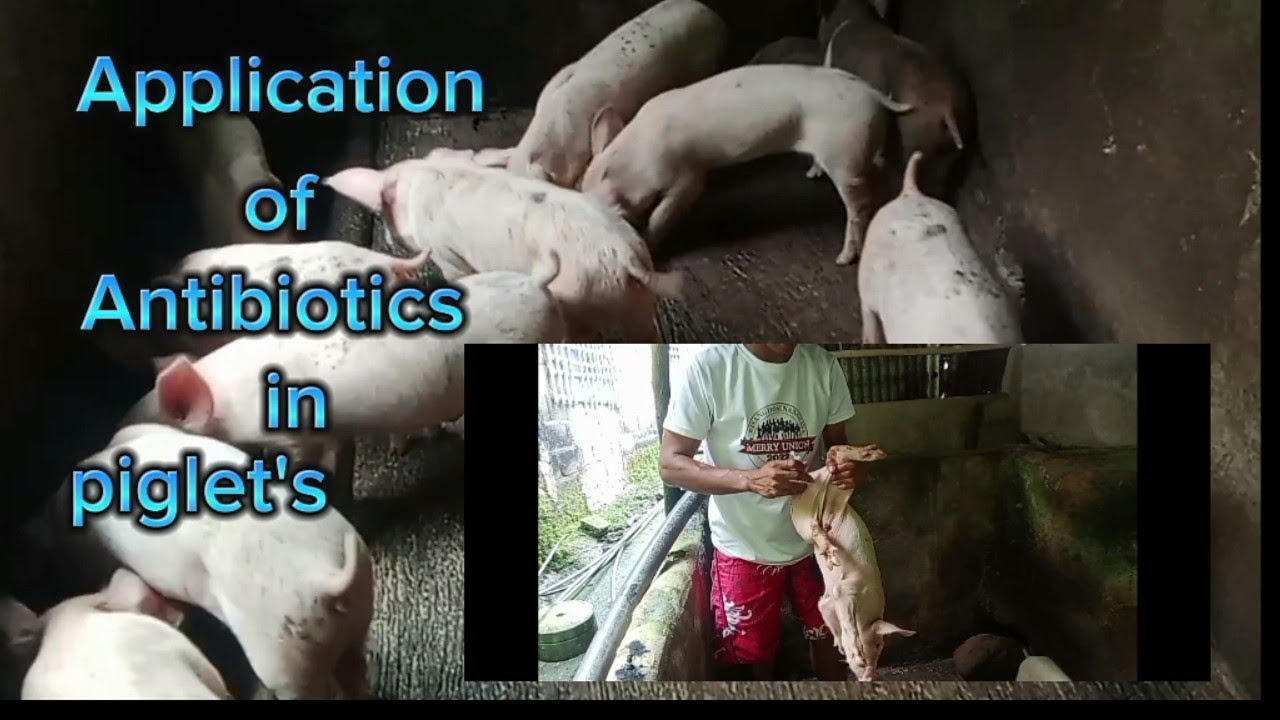 Application of antibiotics fog piglet's - YouTube