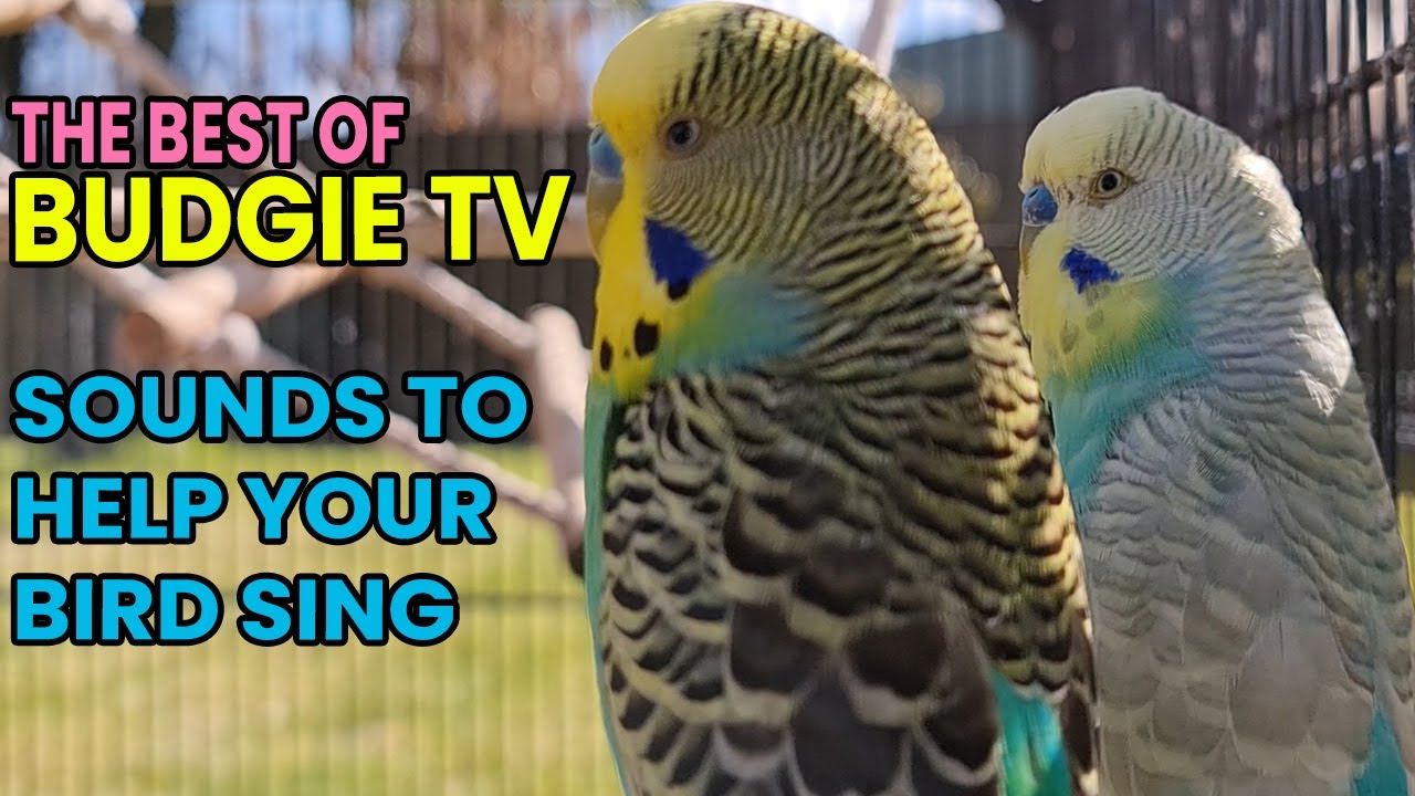 Happy Energetic Budgie Sounds for Lonely Birds. - YouTube