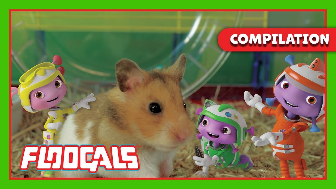 Mission: Animals & Food | Floogals | 35+ MINUTE Compilation - YouTube