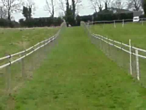 Greyhound Galloping - YouTube