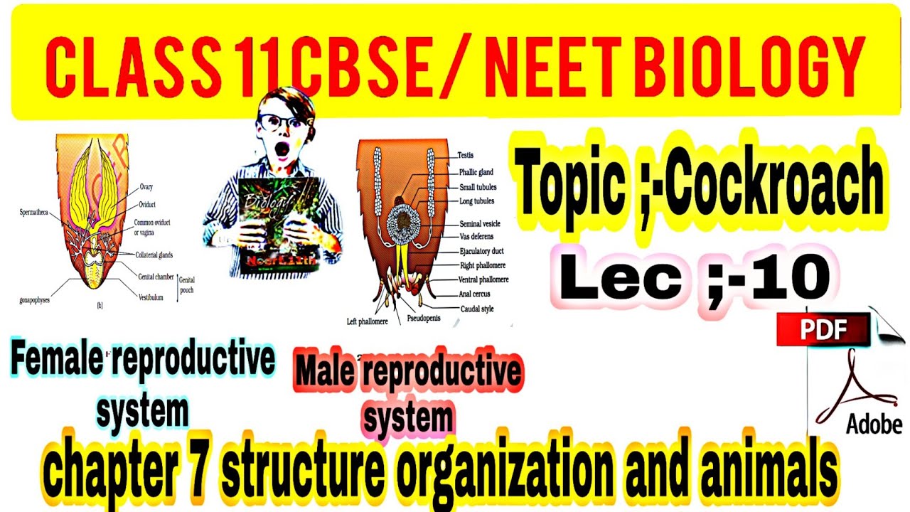COCKROACH MALE REPRODUCTIVE SYSTEM FOR NEET /CBSC BOARD - YouTube