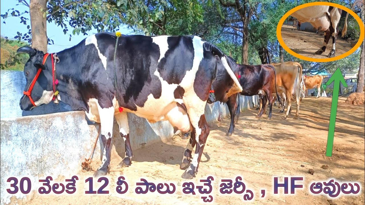 ఆవుల ధరలు / cow price in Hyderabad 9505496717 ( dairy farming) - YouTube