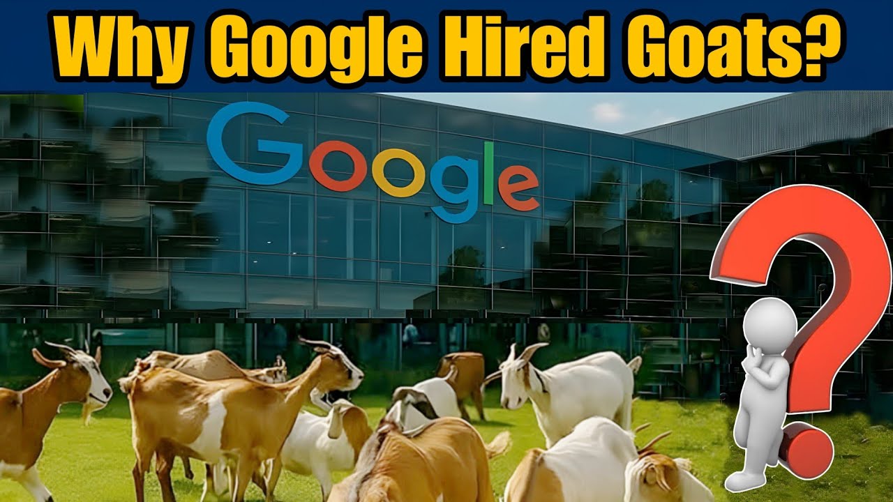 Why did Google Hire 200 Goats? | This is Why Goats were Working at ...