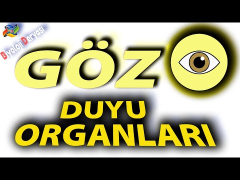 Duyu Organları - Göz Konu Anlatımı 11. Sınıf Biyoloji