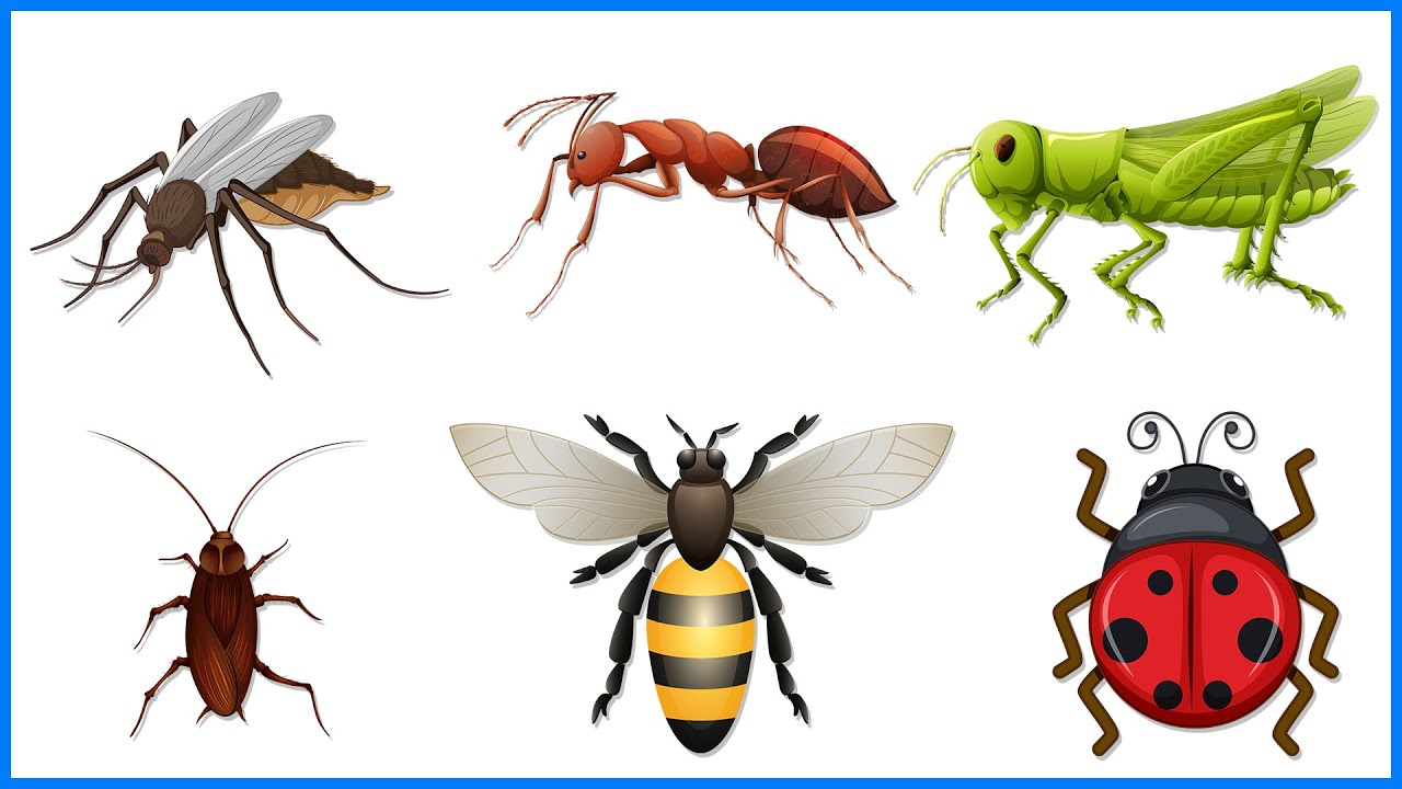 Name of Insects for Kids | Cartoon Video | Kindergarten Teaching - YouTube