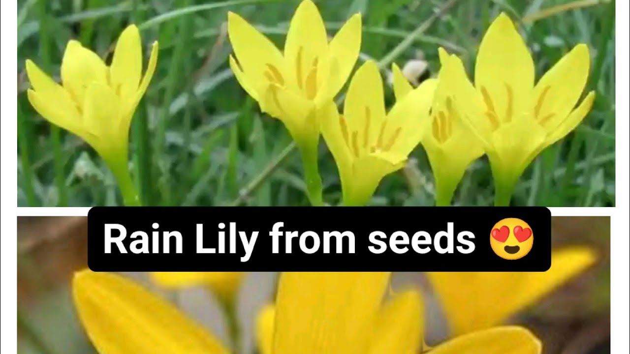 44.How to grow Rain Lilly from seeds with update|रेन लिली ग्रोथ विथ ...