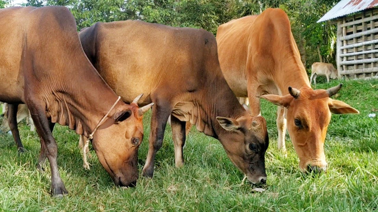 Cute tame cows eat grass with gusto - Video of cows - Cows grazing ...