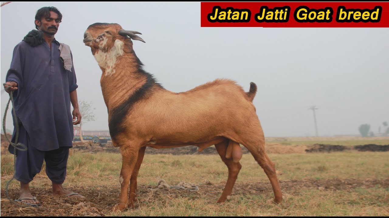JATAN Jatti Goat Sindh Breed || Pitafi liveStock Farm || Bokat Films ...