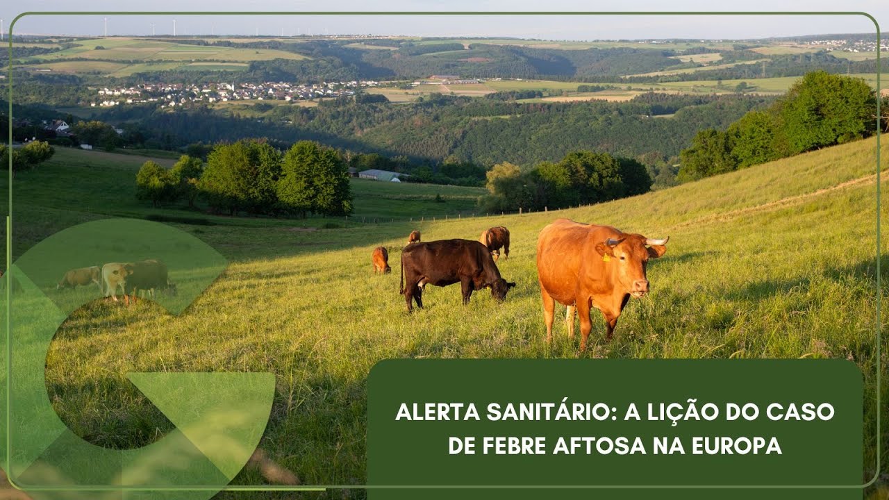 ALERTA SANITÁRIO: A LIÇÃO DO CASO DE FEBRE AFTOSA NA EUROPA - YouTube