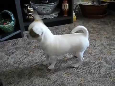 chivava čivava - YouTube