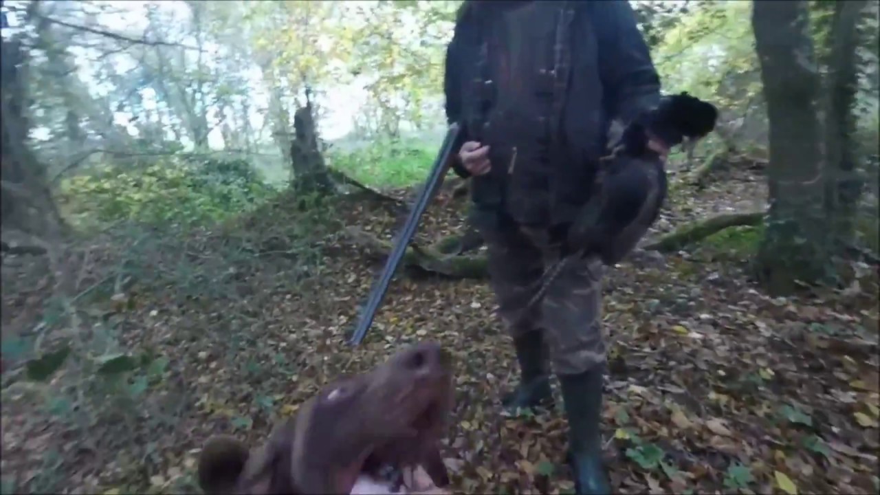 scènes de chasse - YouTube