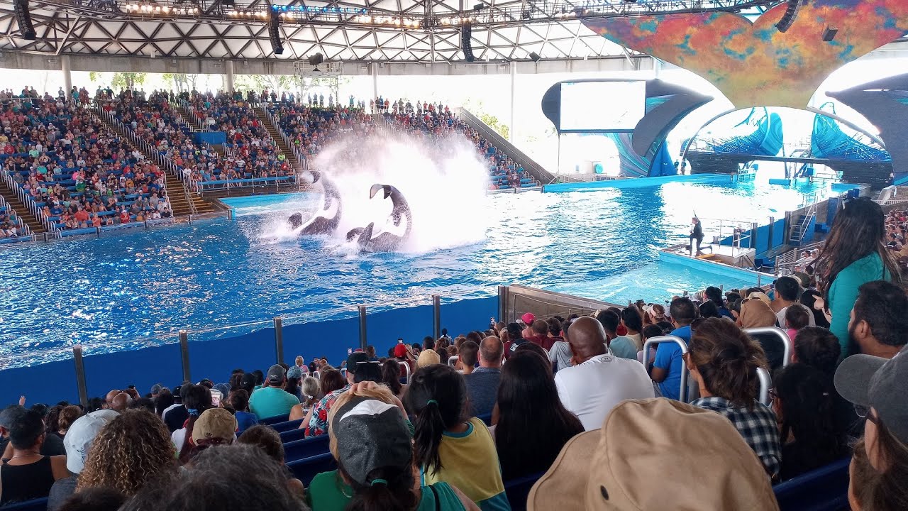 ORCA ENCOUNTER SLOW MOTION SEAWORLD SAN ANTONIO - YouTube