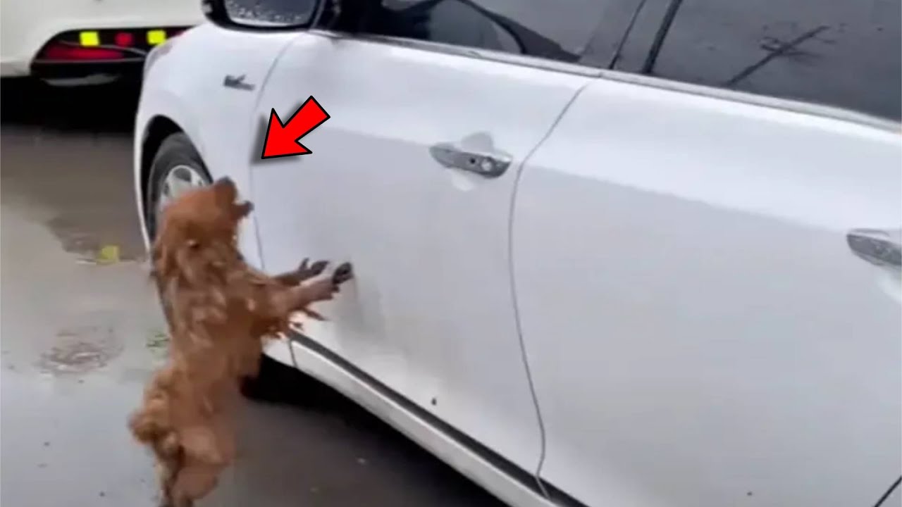 The Dog Chased His Car For 1 km,Begging For Food, and Then The ...