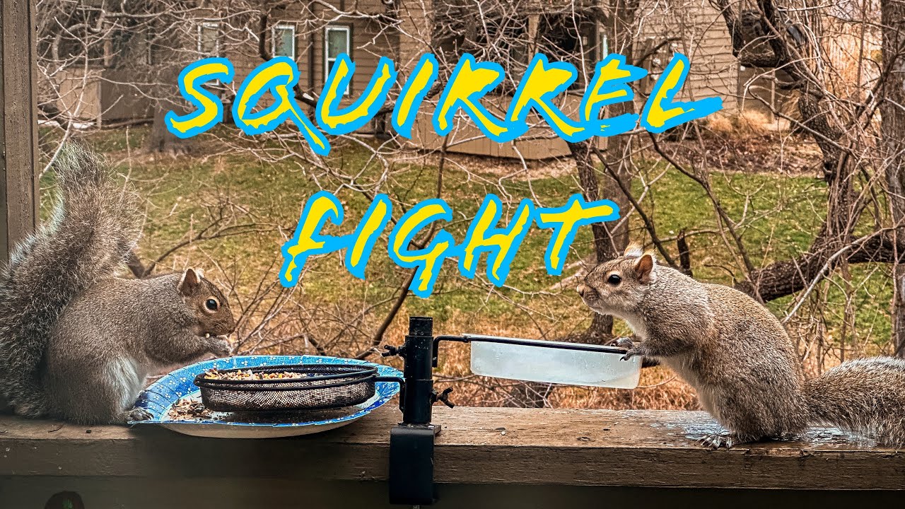 Squirrel 🐿️ Fight - YouTube