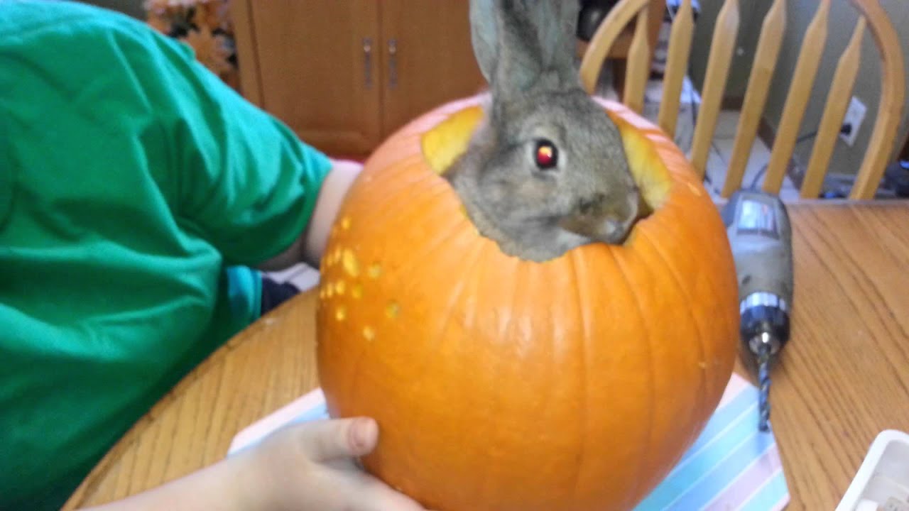What Happens When A Bunny Gets Stuck In a Pumpkin - YouTube