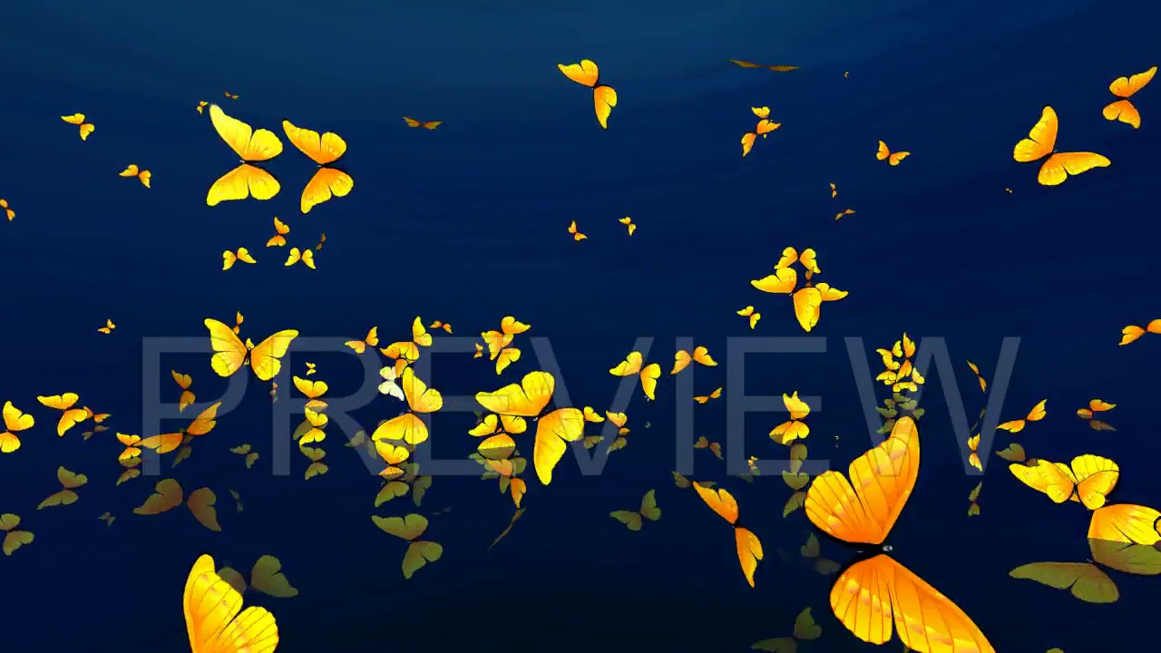 Flying Butterfly motion graphic 6 - YouTube