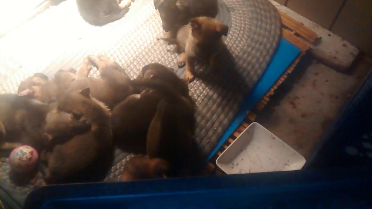 10 German Shepherd Puppies Crying - YouTube