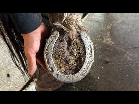 Incredible Horse Hoof Restoration: A Farrier ASMR Experience
