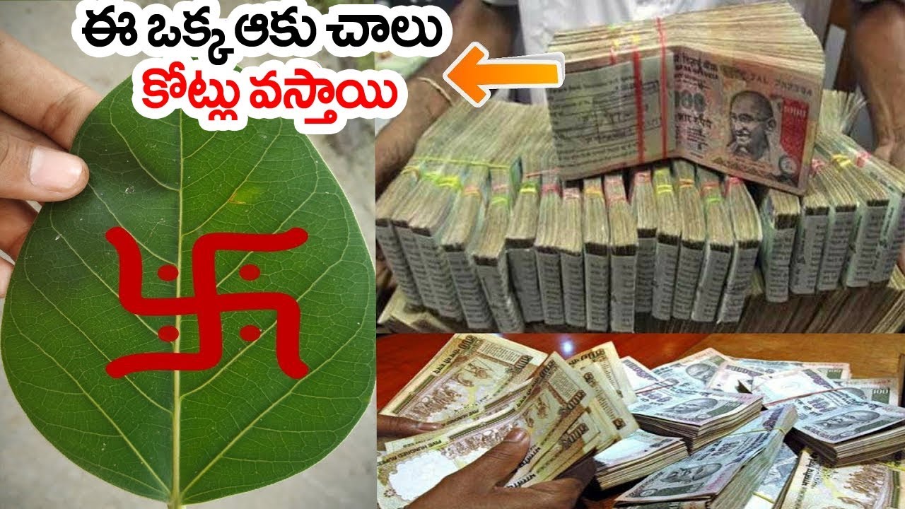 get more money with this leaf ..must watch this video || Marri Chettu ...