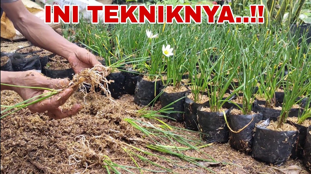 CARA PERBANYAK TANAMAN BAWANG BAWANGAN !! - YouTube
