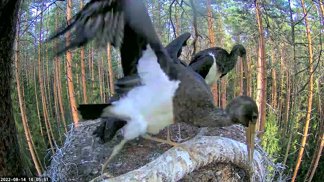 Must-toonekurg::Ciconia nigra 14.8. ( 16.05) Voog slipped on the branch ...