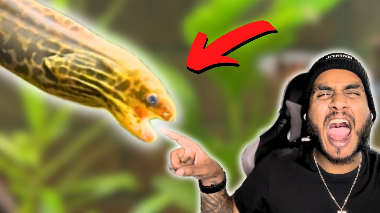 MY MORAY EEL BIT MY FINGER ! - YouTube