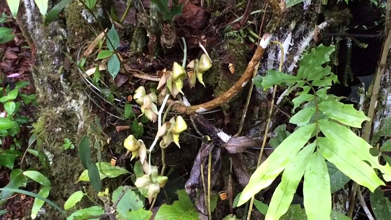 Large orchid bees (Eulaema cingulate) pollinate orchid - YouTube