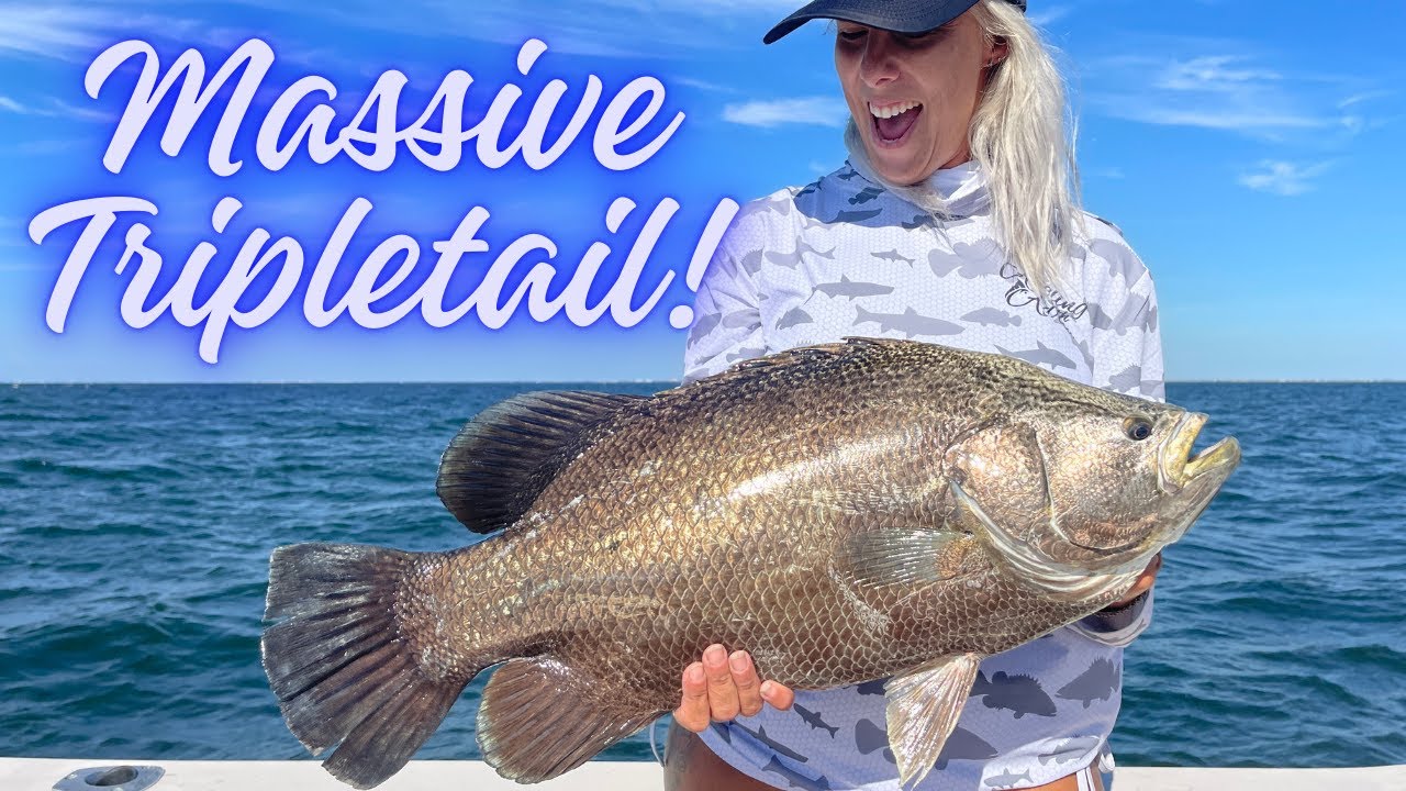MASSIVE Tripletail caught on light tackle - Offshore Fishing - Gulf of ...