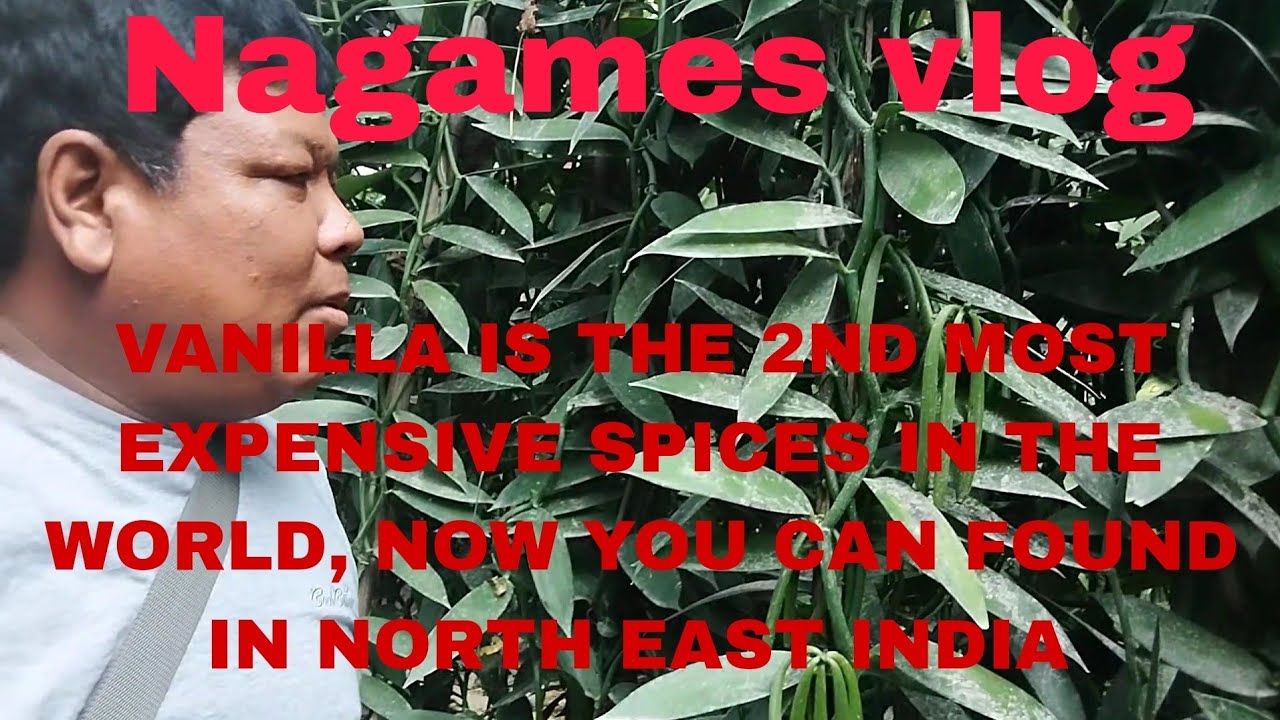 VANILLA IS THE 2ND MOST EXPENSIVE SPICES IN THE WORLD, NOW YOU CAN ...