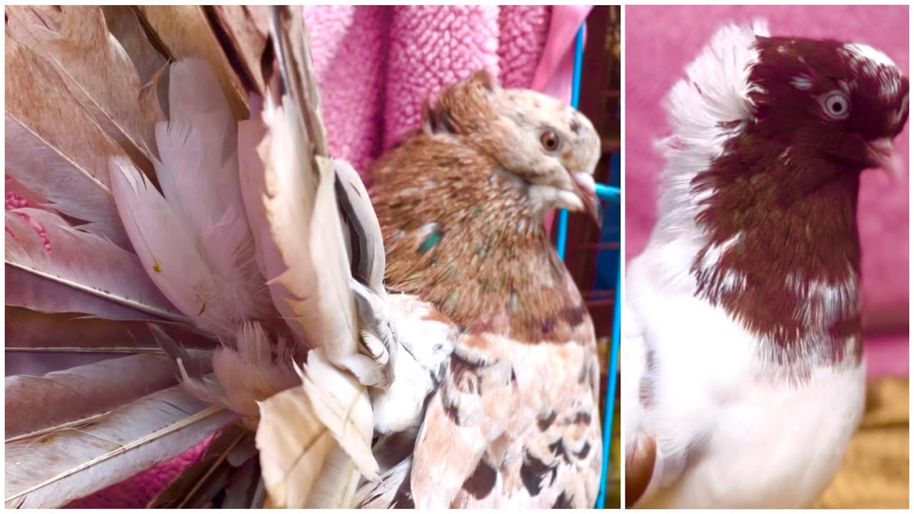 Fantail Pigeons & Nun Pigeon at Zohel’s Fancy Pigeon Loft Mumbai - YouTube