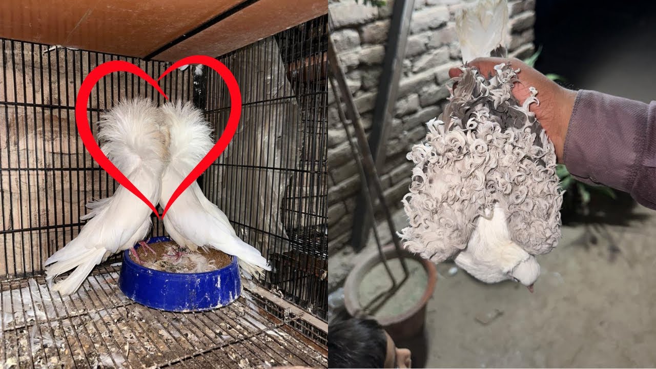 Heart Shaped Kabootar ️😱🕊️ - YouTube