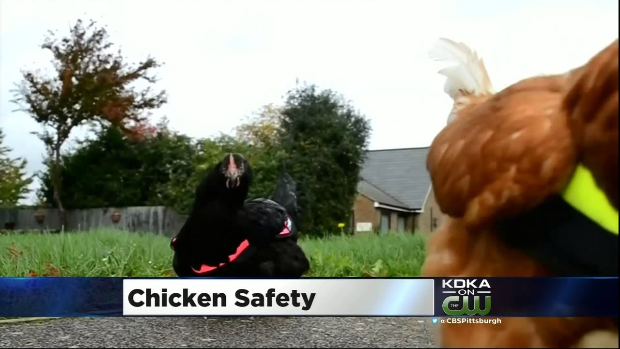High visibility jackets for chickens - YouTube