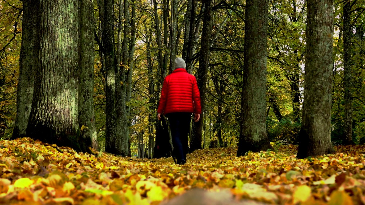 Relaxing Autumn Forest / Leaves Falling From Trees, in Colorful Forest ...