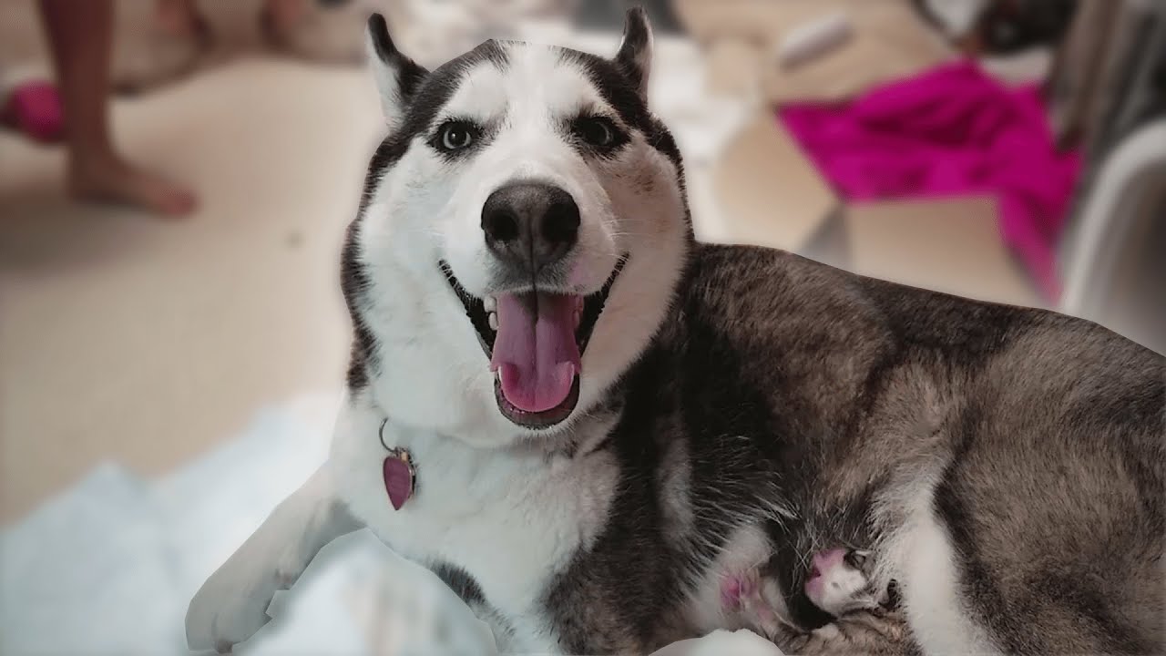 Husky Giving Birth to 4 Puppies - YouTube