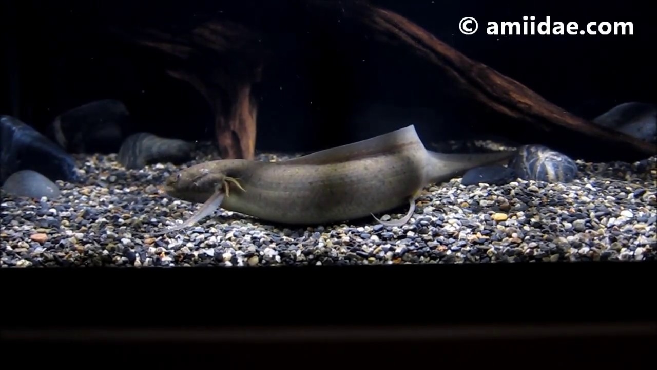 The Gilled African Lungfish Protopterus amphibius 侏儒肺魚 - YouTube