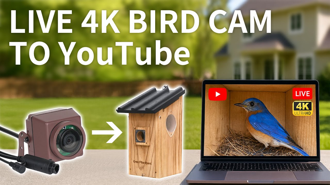 Live Stream 4K Bird Box Camera to YouTube | OBS Studio Setup Guide ...